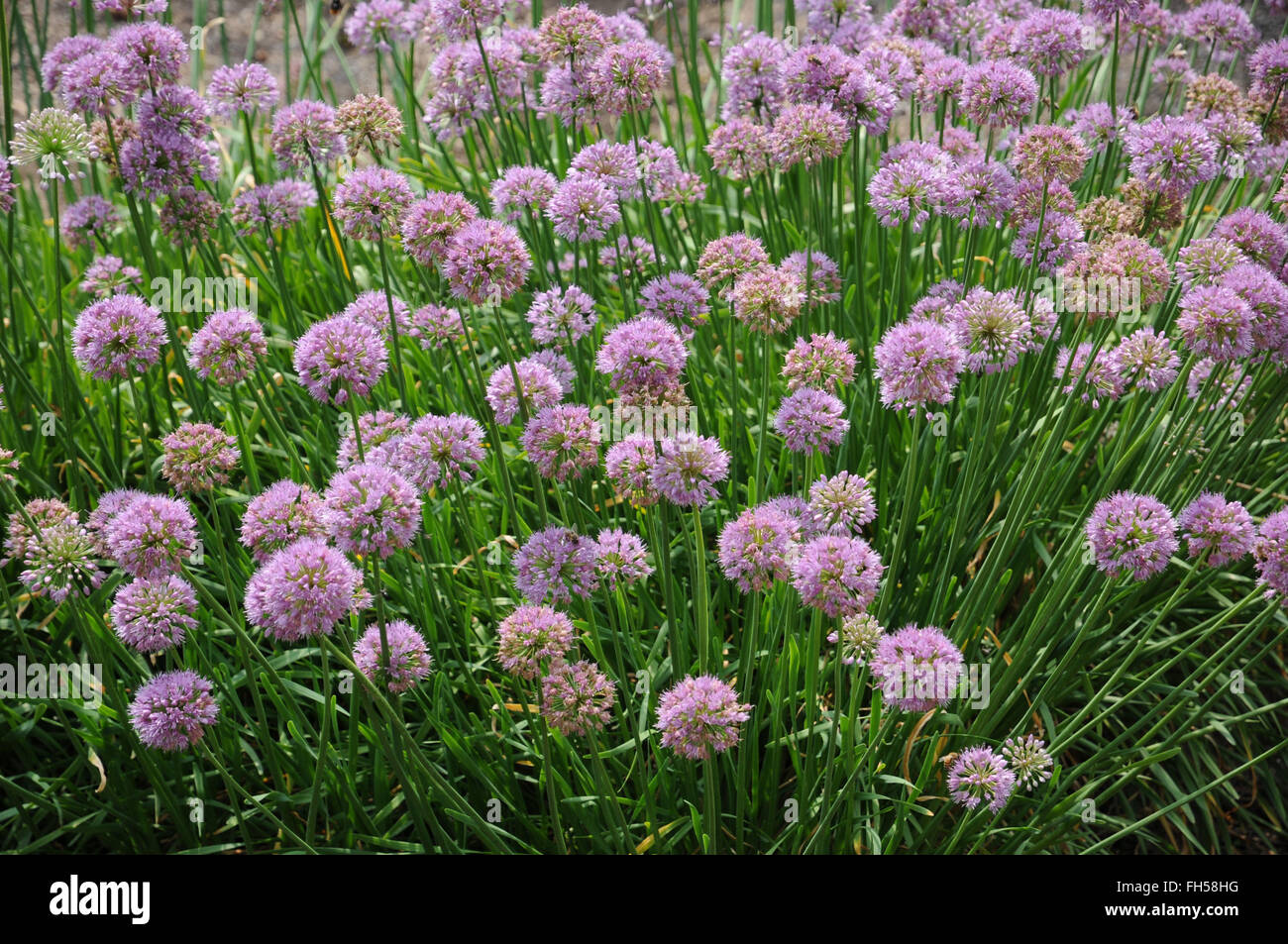 Broadleaved broadleaf hi-res stock photography and images - Alamy