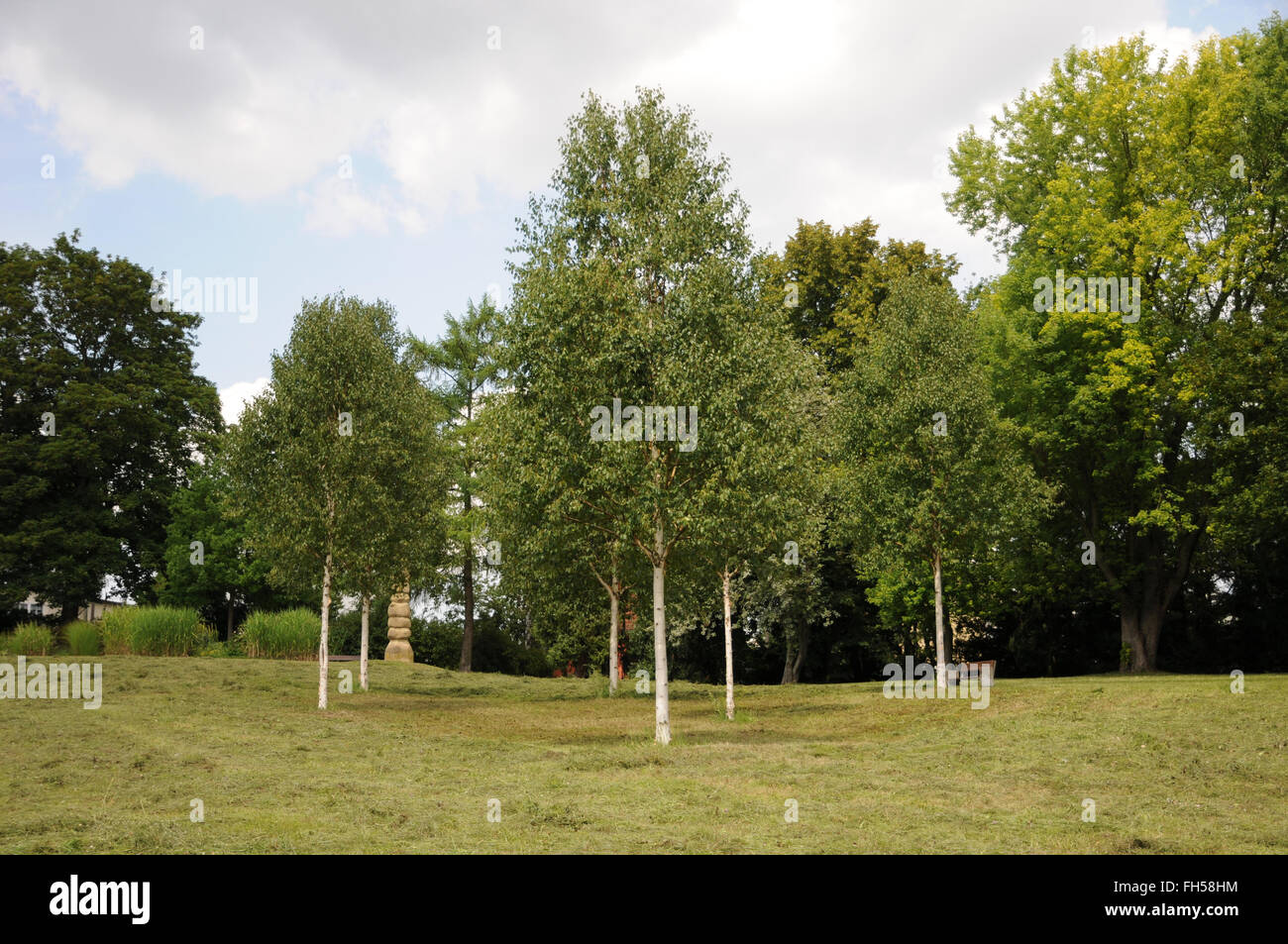 Chinese red birch Stock Photo - Alamy