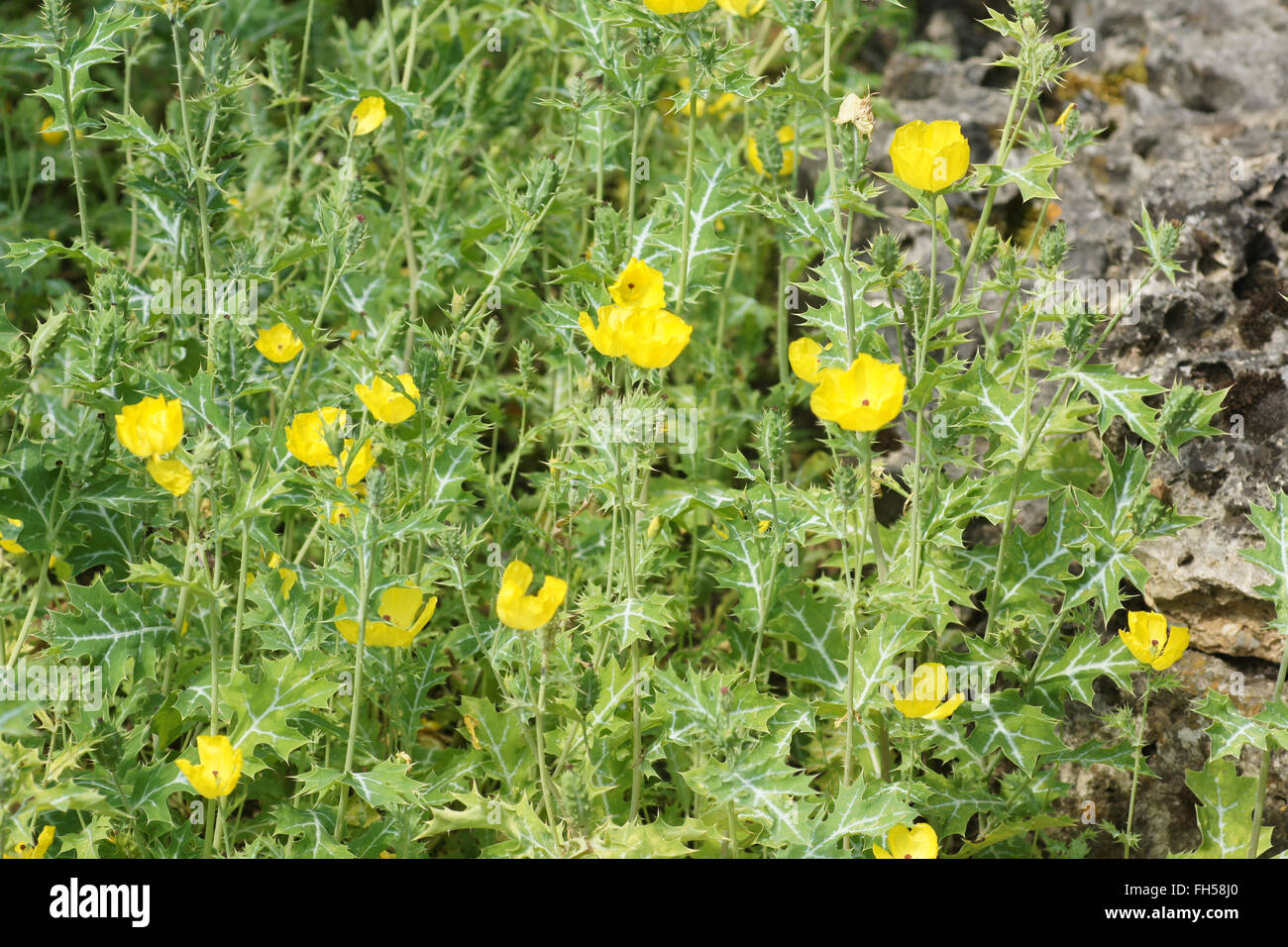 Mexican Poppy High Resolution Stock Photography and Images - Alamy