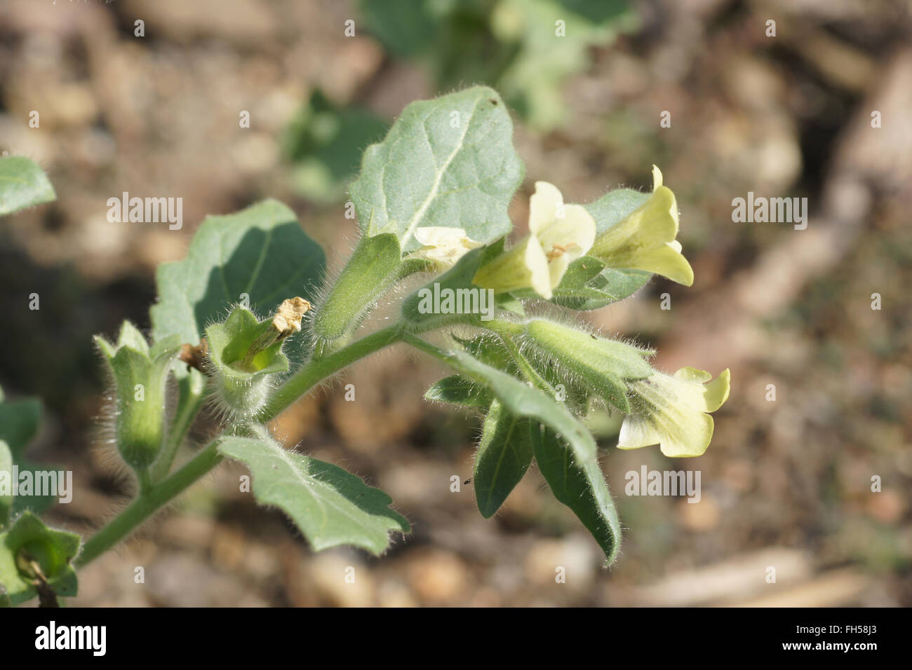 White henbane hi-res stock photography and images - Alamy