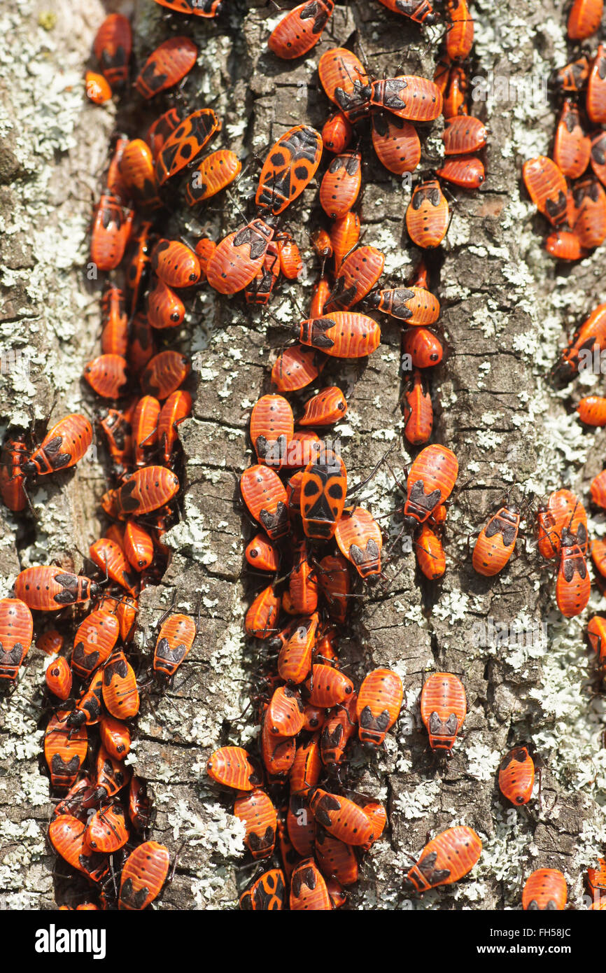 Firebugs hi-res stock photography and images - Alamy