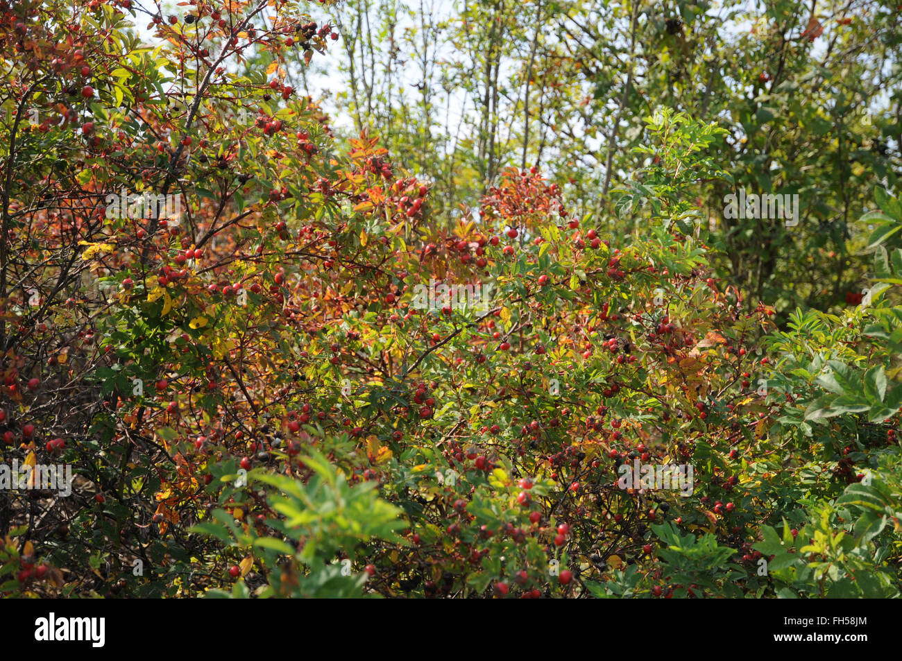 Shining roses hi-res stock photography and images - Alamy