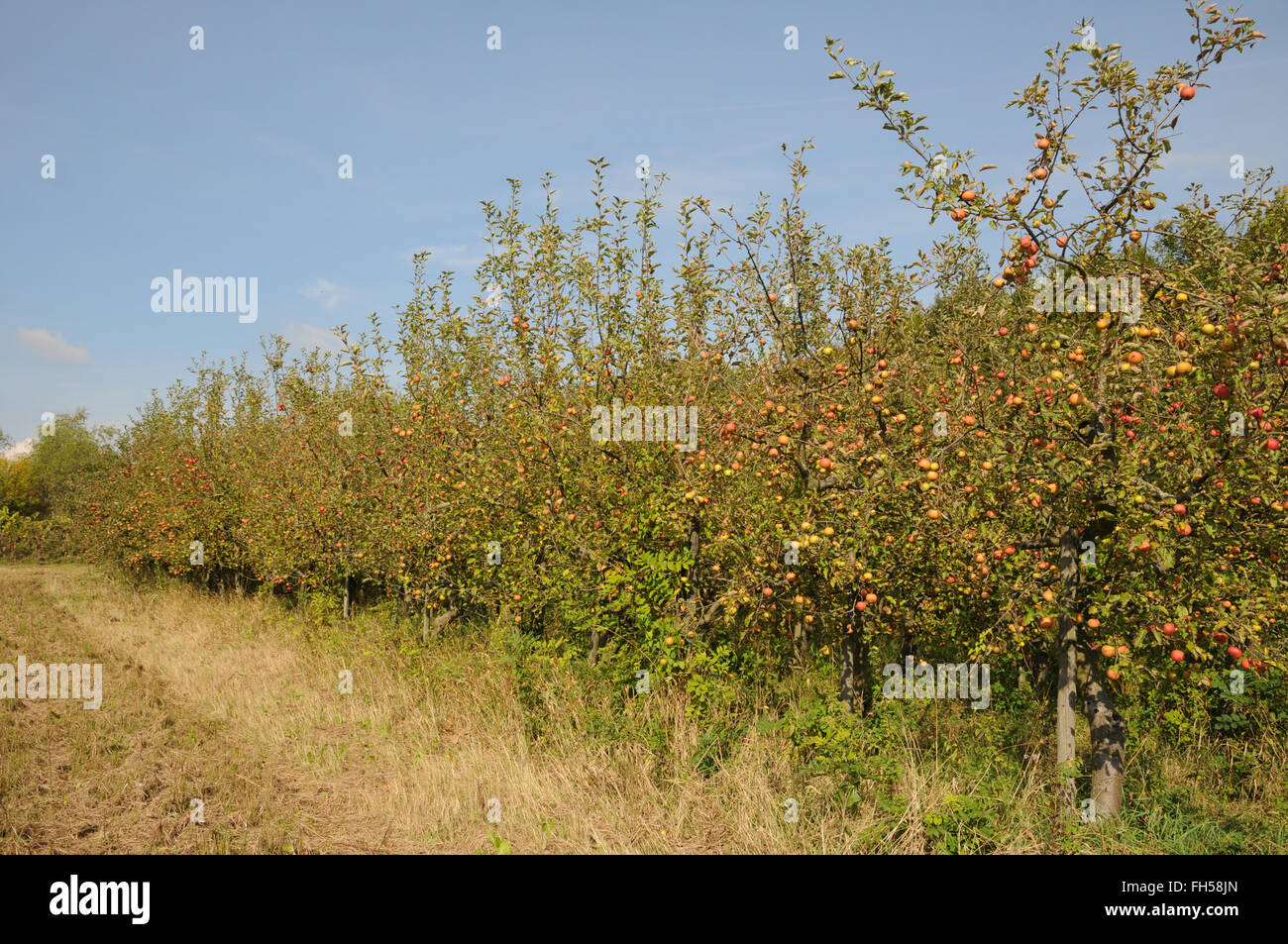 Apfelbluete elstar hi-res stock photography and images - Alamy