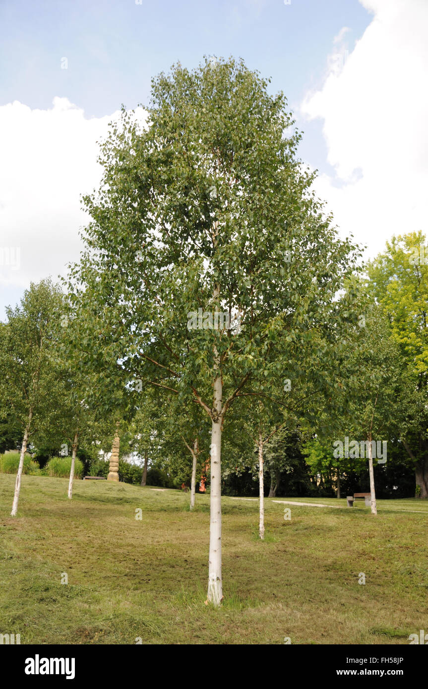 Chinese red birch Stock Photo - Alamy