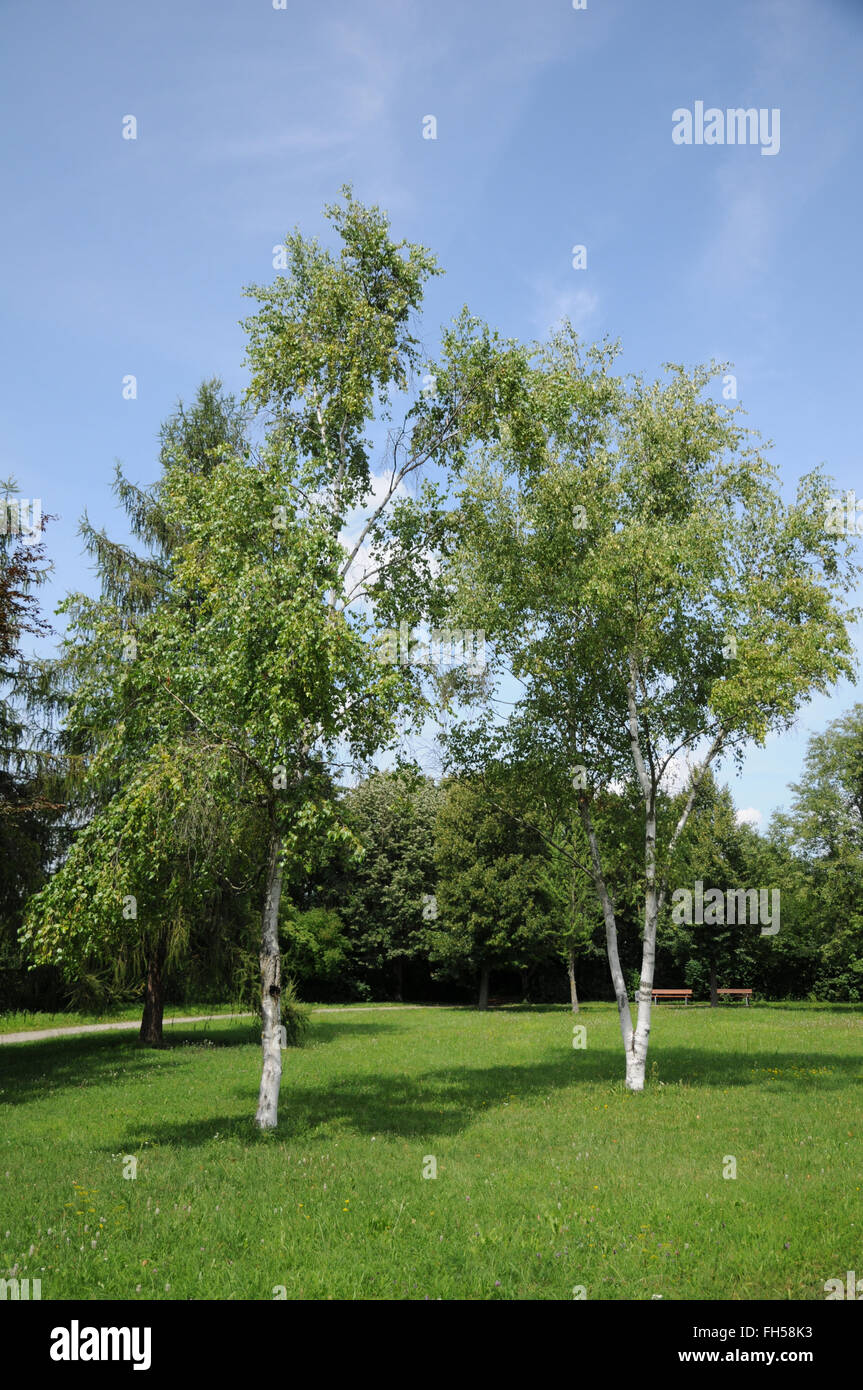 Chinese red birch Stock Photo - Alamy