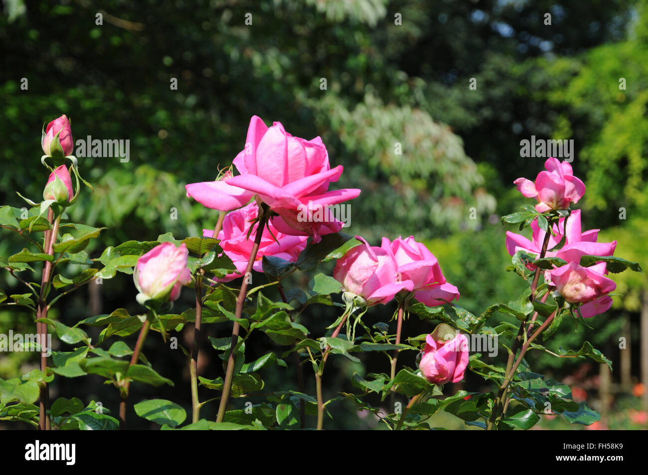 Hybrid-rose Sort Lady Like Stock Photo - Alamy