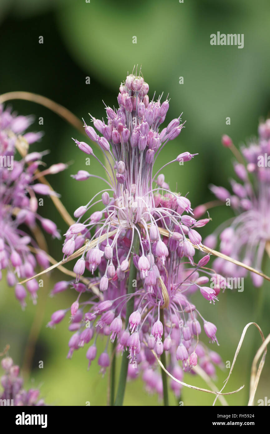Keeled flower hi-res stock photography and images - Alamy