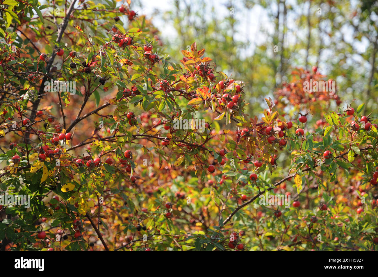 Shining rose hi-res stock photography and images - Alamy