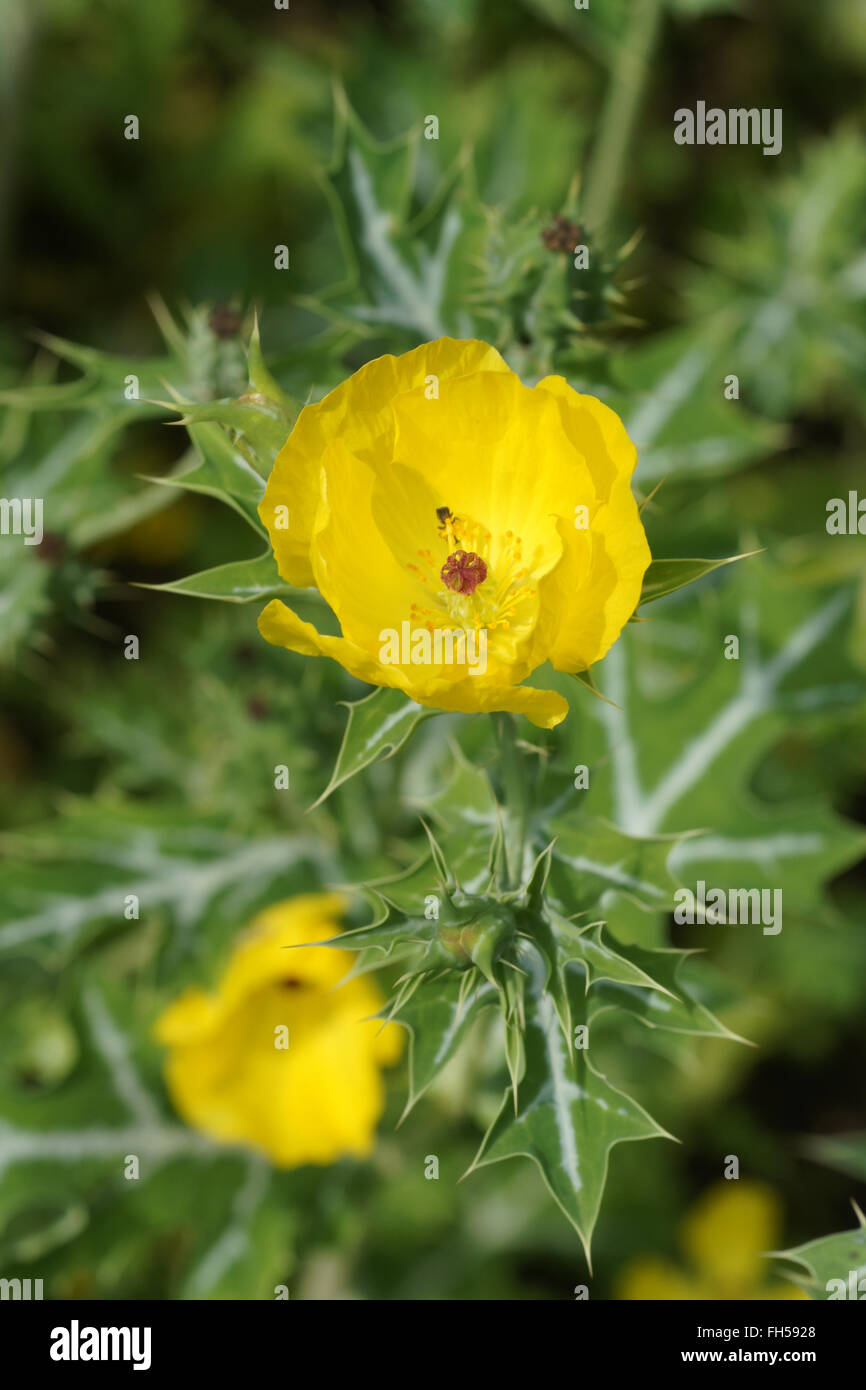 Mexican poppy hi-res stock photography and images - Alamy