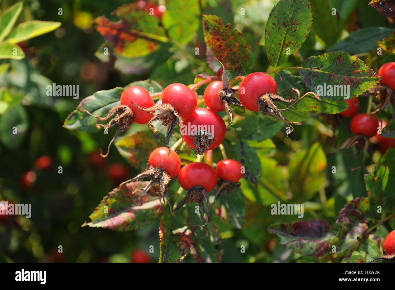 Rose Nitida High Resolution Stock Photography and Images - Alamy