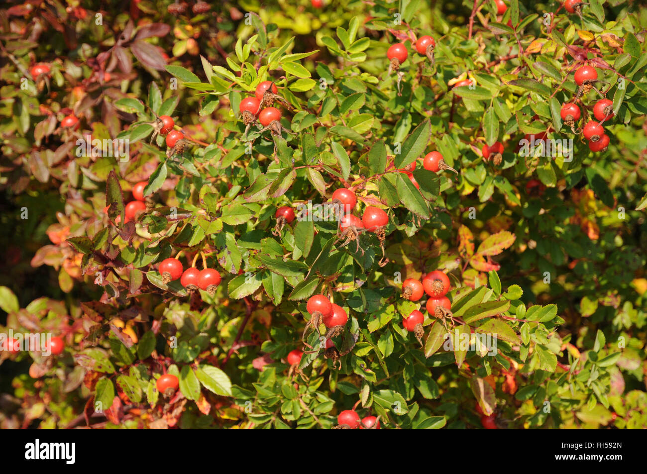 Ros hi-res stock photography and images - Alamy