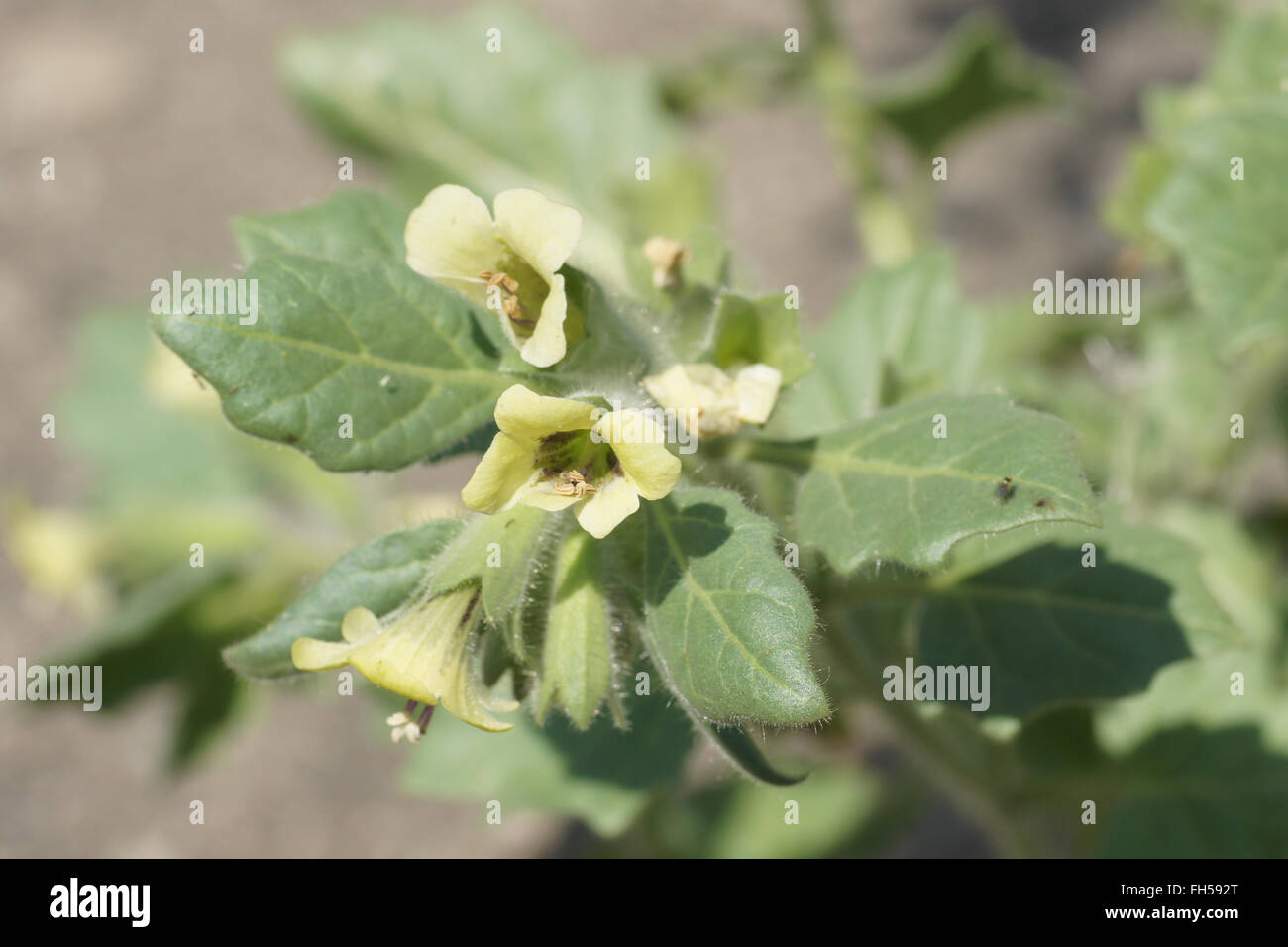 White Henbane Stock Photos & White Henbane Stock Images - Alamy