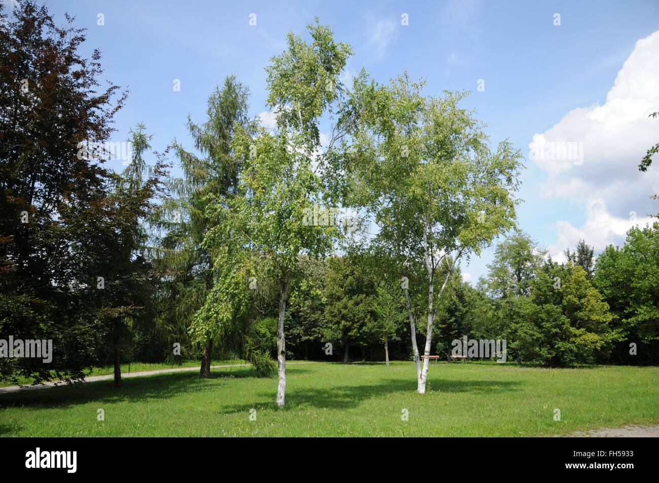 Chinese red birch hi-res stock photography and images - Alamy