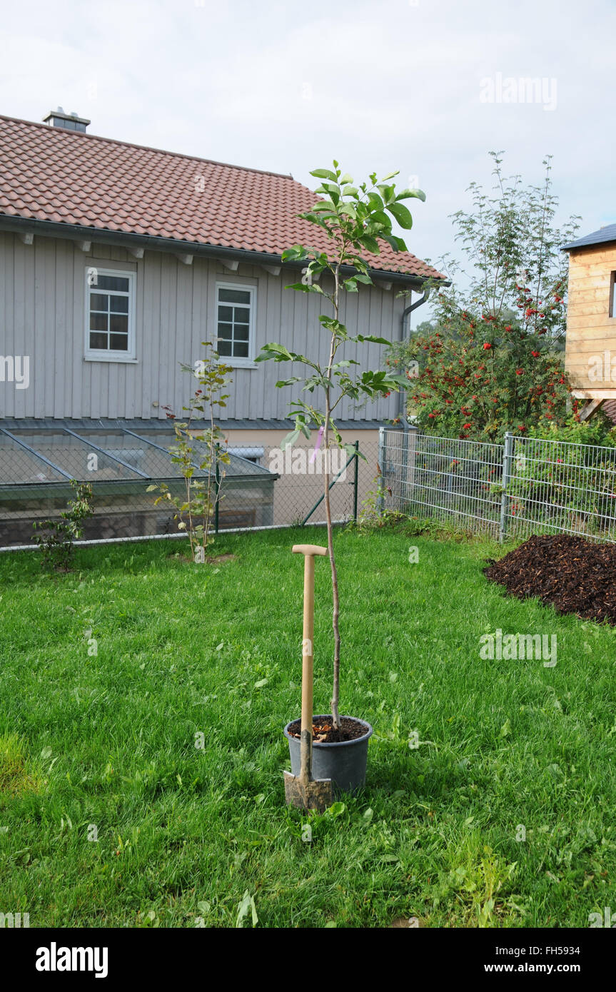 Walnut tree planting Stock Photo - Alamy
