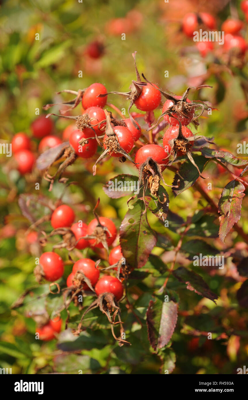 Rose fruit plant hi-res stock photography and images - Alamy