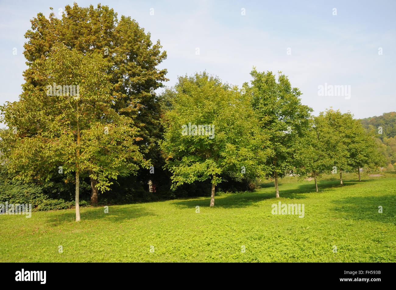 Trees hi-res stock photography and images - Alamy
