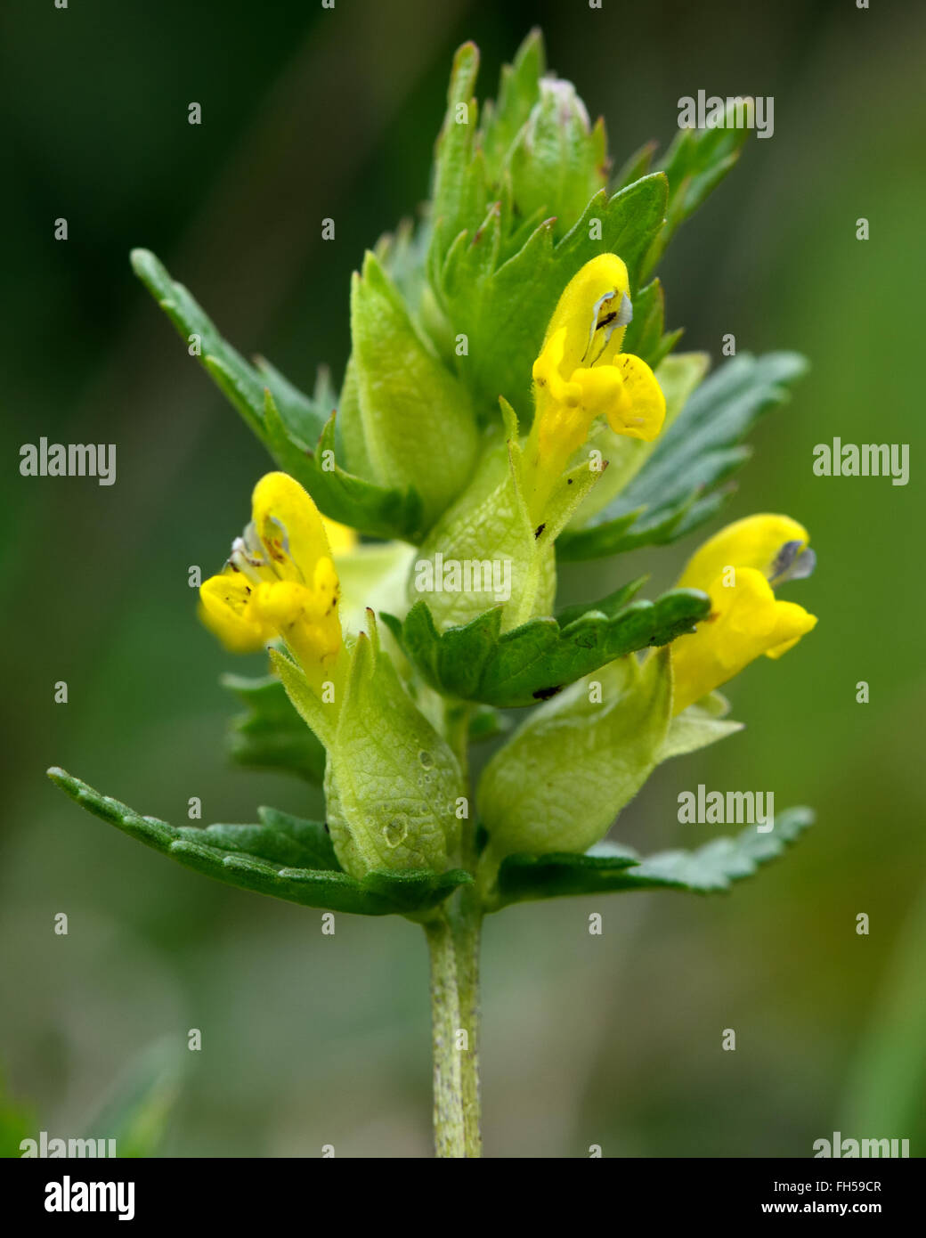 Yellow rattle (Rhinanthus minor). A yellow flowered hemi-parasitic ...