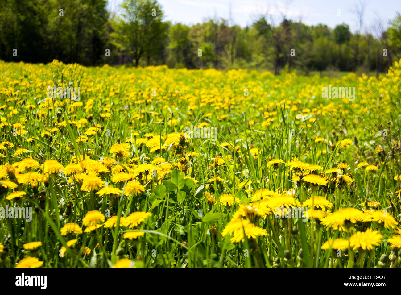 champ de fleurs Stock Photo - Alamy