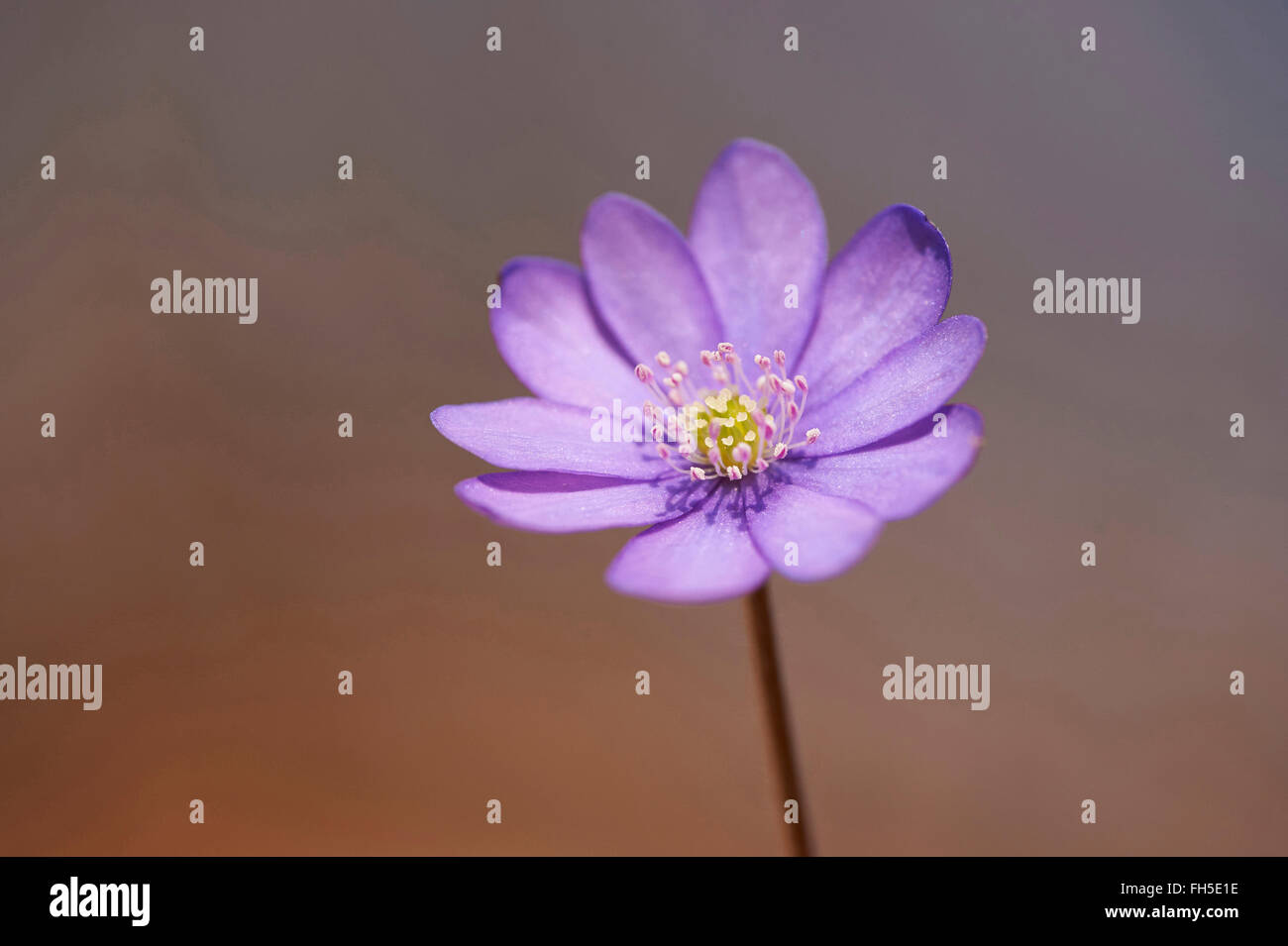 Common Hepaticas High Resolution Stock Photography and Images - Alamy
