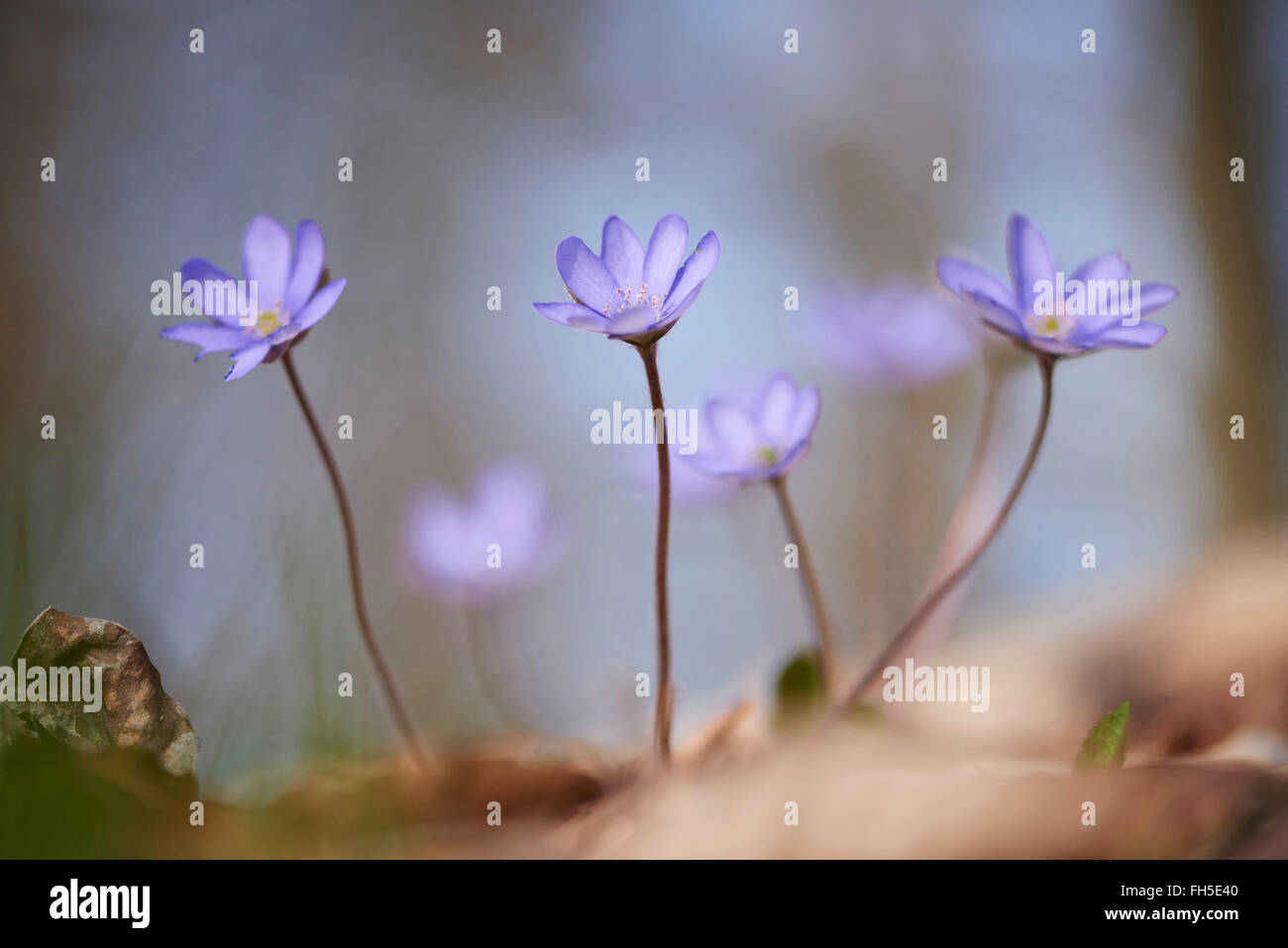 Common hepaticas hi-res stock photography and images - Alamy