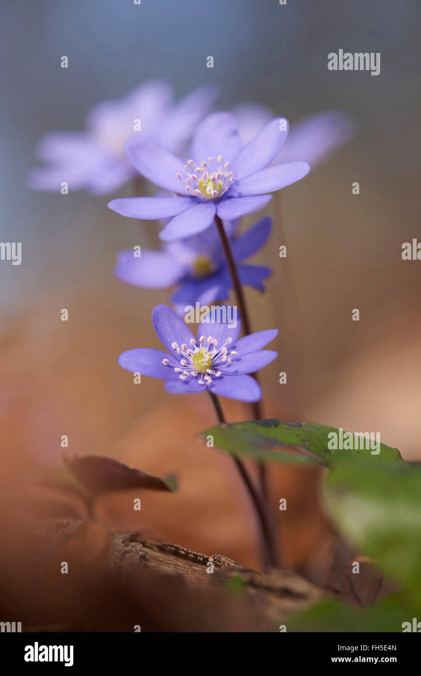 Common hepaticas hi-res stock photography and images - Alamy