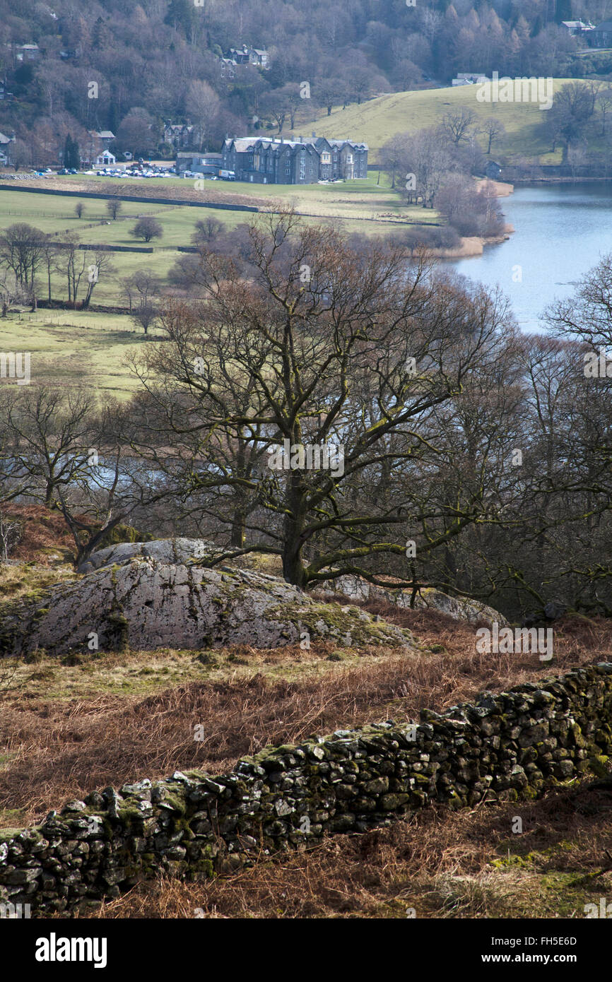 Oak tree in early spring next to a footpath overlooking Grasmere Lake ...