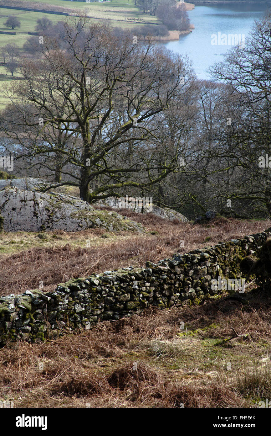 Oak tree in early spring next to a footpath overlooking Grasmere Lake ...