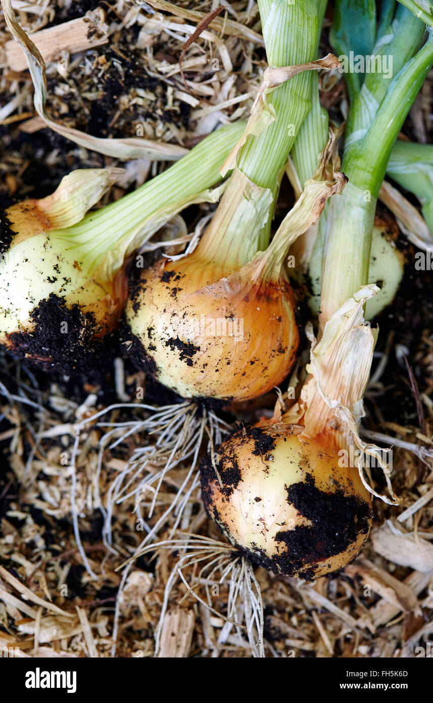 Fresh Young Spanish Onions Partially Dug up from the Earth in Vegetable ...