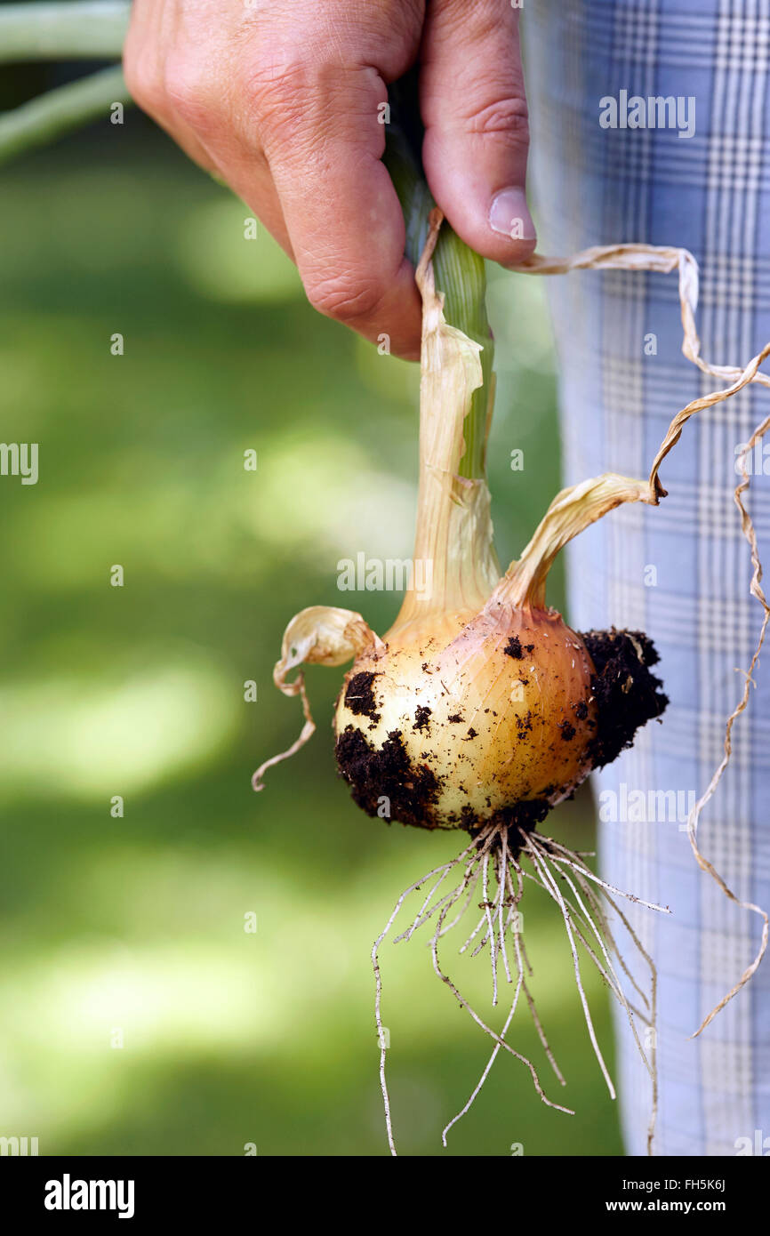 Man Standing Outdoors Holding young Spanish Onion freshly dug from ...