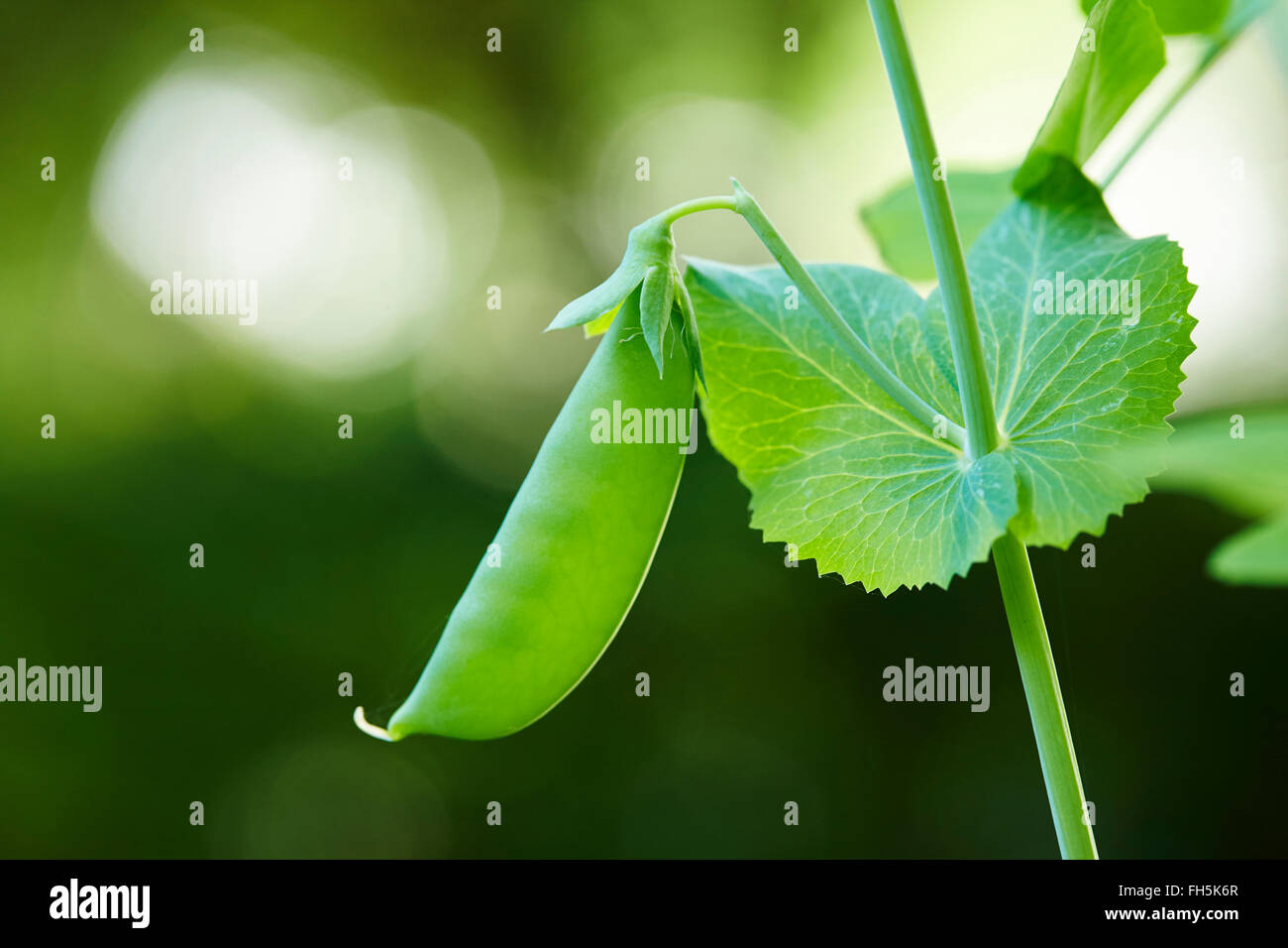 Close-up of Sugar Snap Pea on Vine in Garden, Ontario, Canada Stock ...