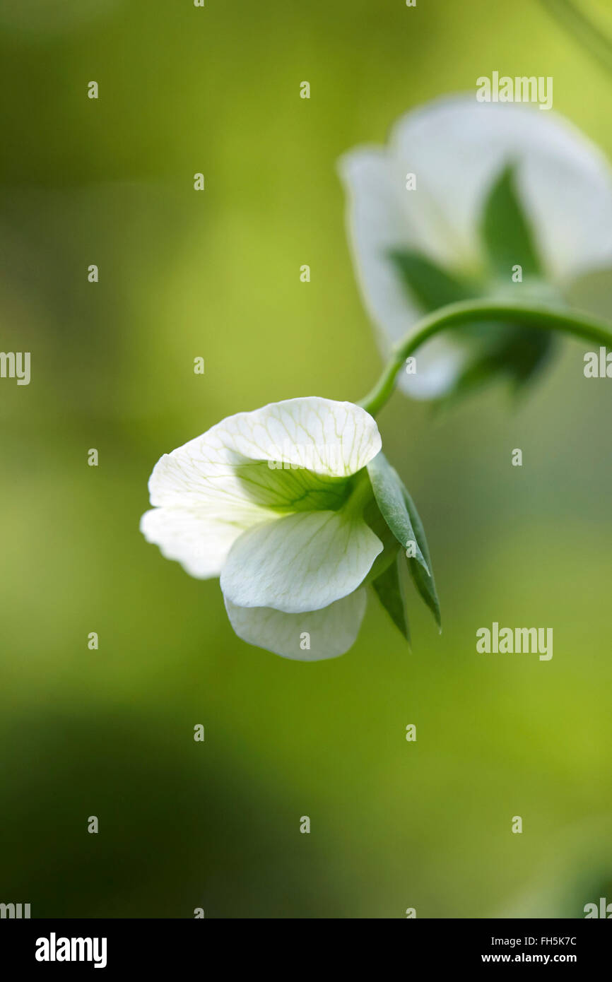 Close-up of Sugar Snap Pea Flower on Vine in Garden, Ontario, Canada ...