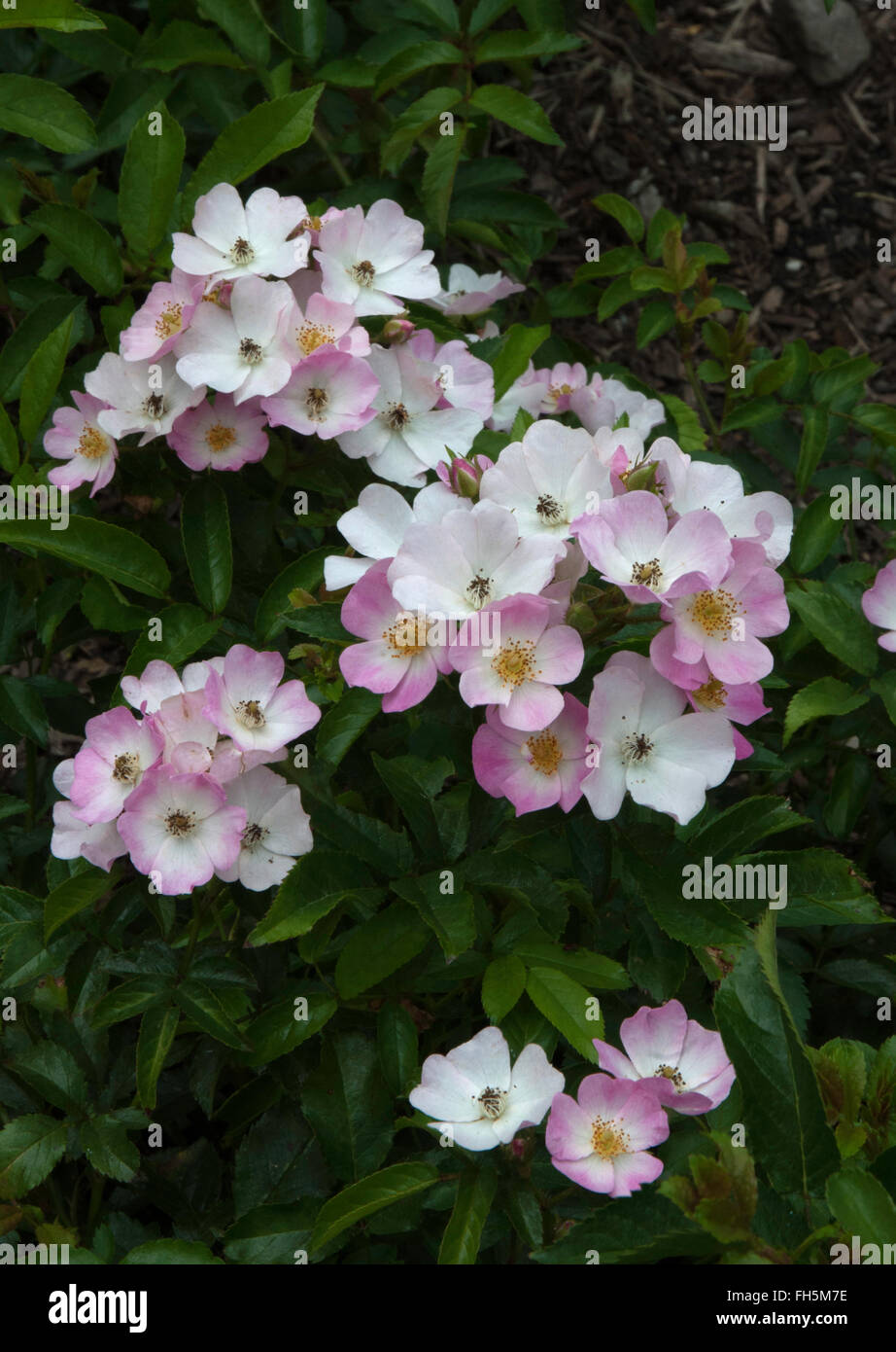Ballerina rose bush hi-res stock photography and images - Alamy