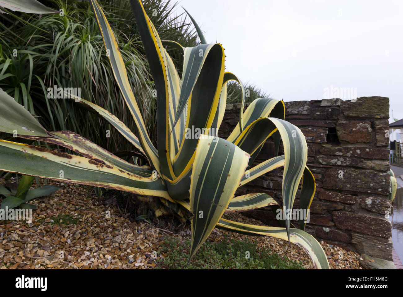 Fleshy rosette of the large century plant Agave americana 'Variegata ...