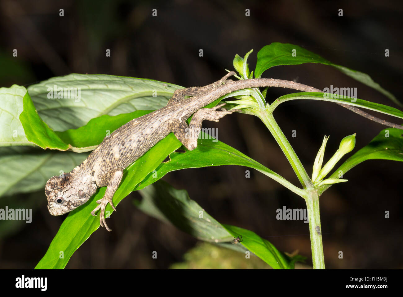 Juvenile Olive Tree Runner (Plica umbra) in the rainforest understory ...