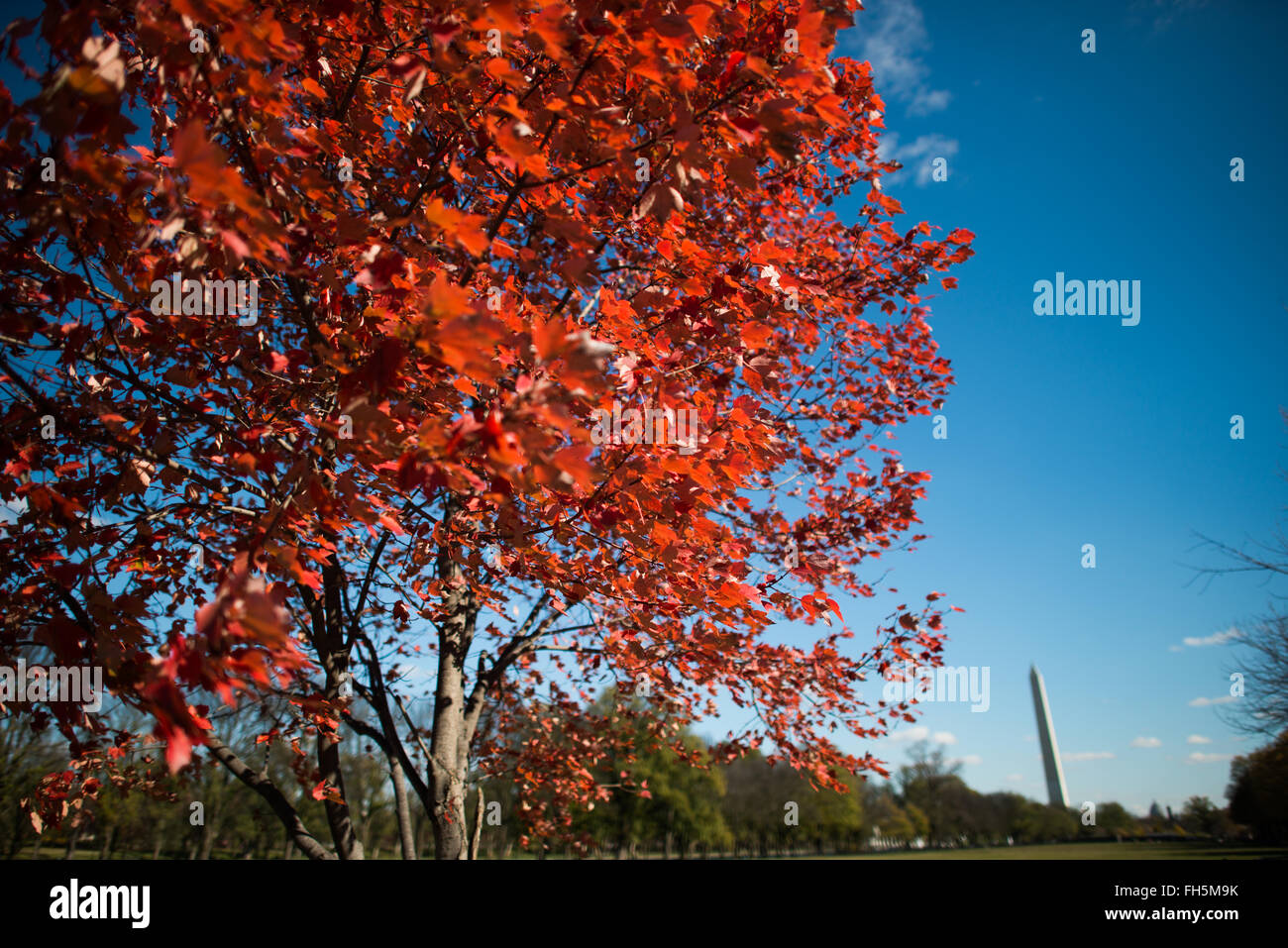 The national mall autumn fall hi-res stock photography and images - Alamy
