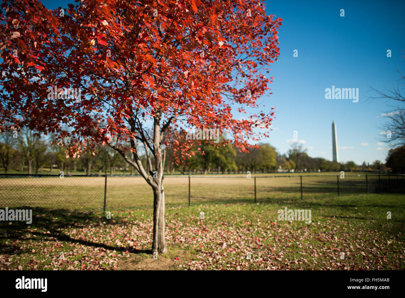 Autumn Trees Red Leaves National Mall Washington DC // Red leaves on ...