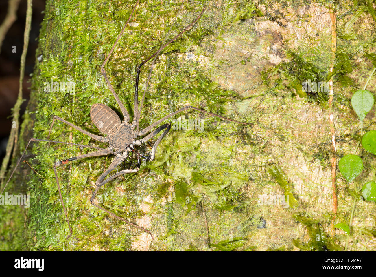 Whip tree hi-res stock photography and images - Alamy