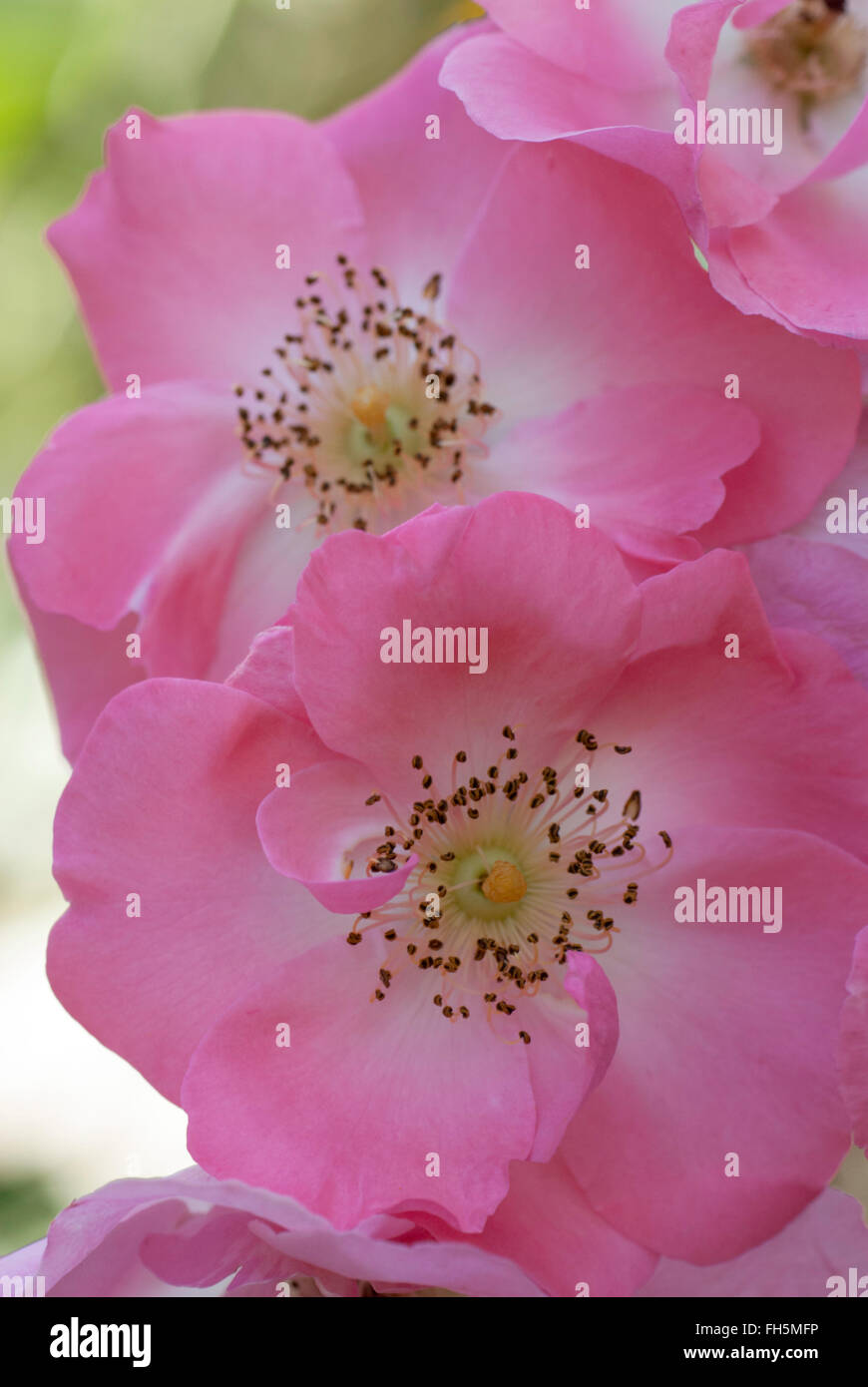 Rose CHUCKLES, floribunda, coral, hot pink, single Stock Photo - Alamy
