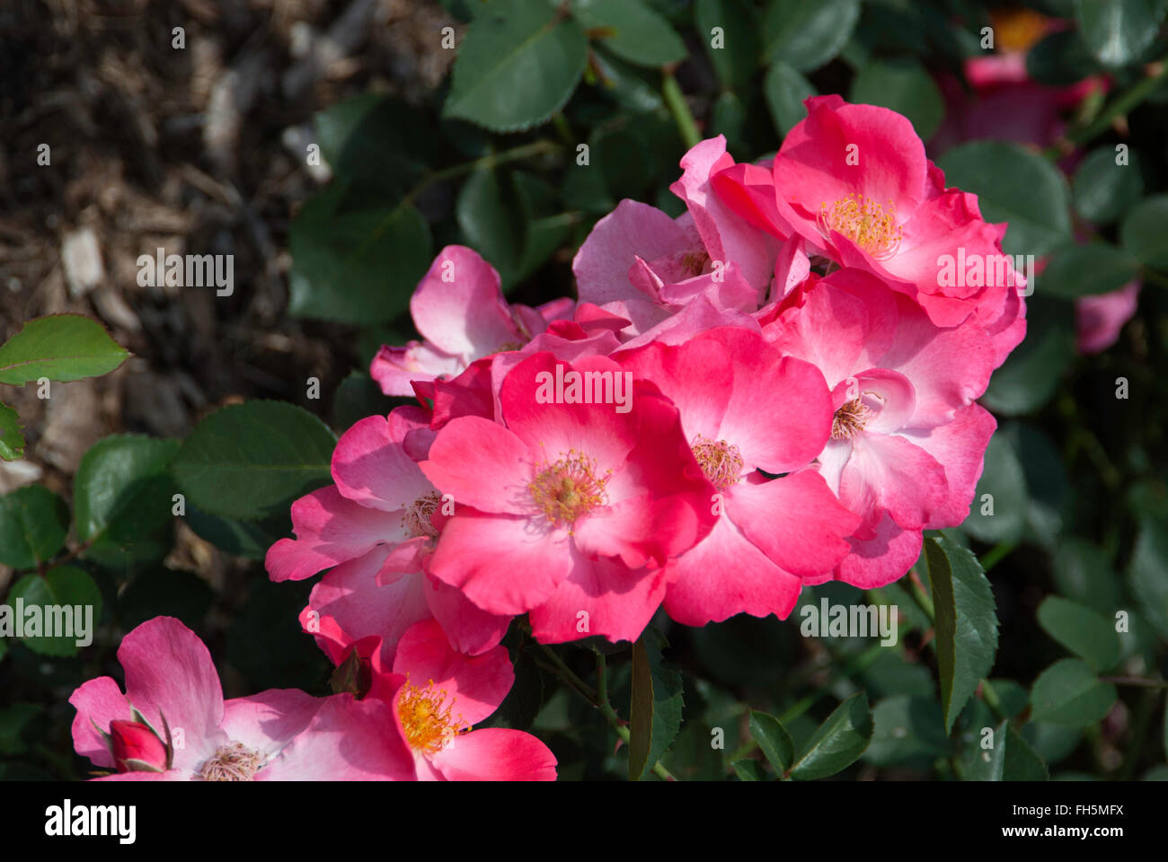 Rose CHUCKLES, FLORIBUNDA, CORAL, HOT PINK, SINGLE Stock Photo - Alamy