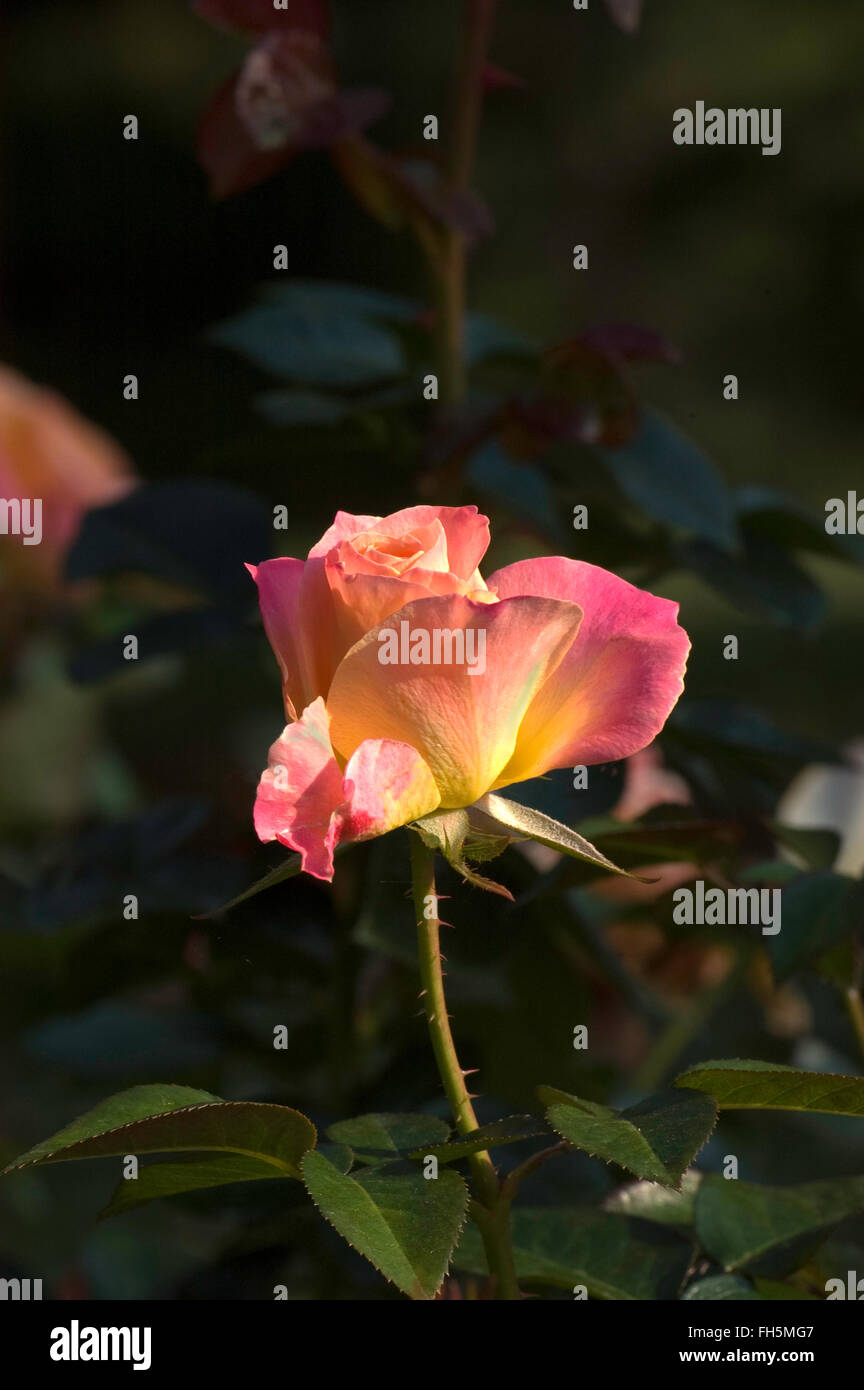 Rose, DAYBREAKER, apricot , floribunda Stock Photo - Alamy