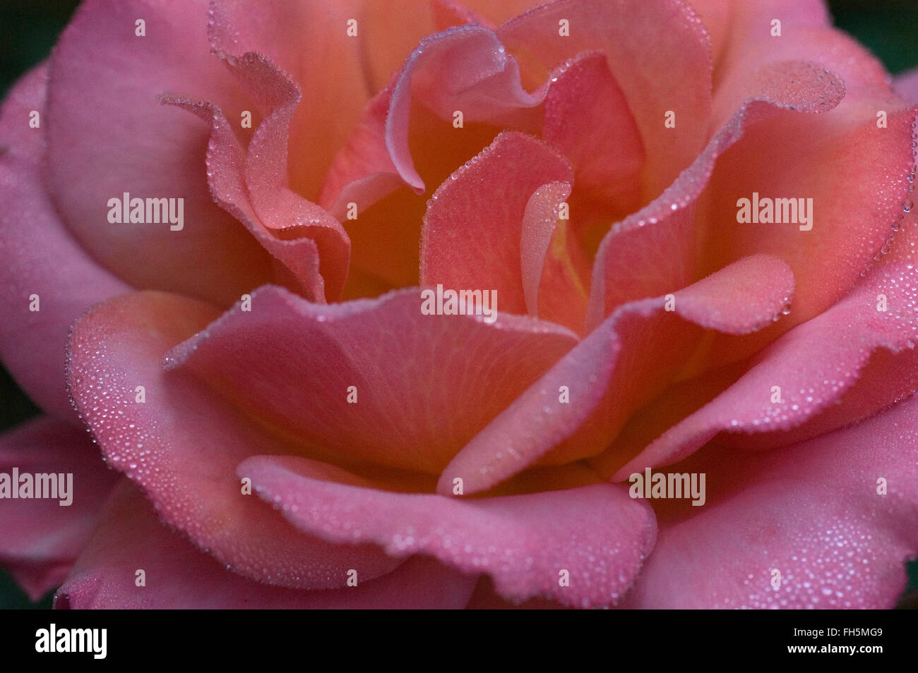 Rosa daybreaker hi-res stock photography and images - Alamy