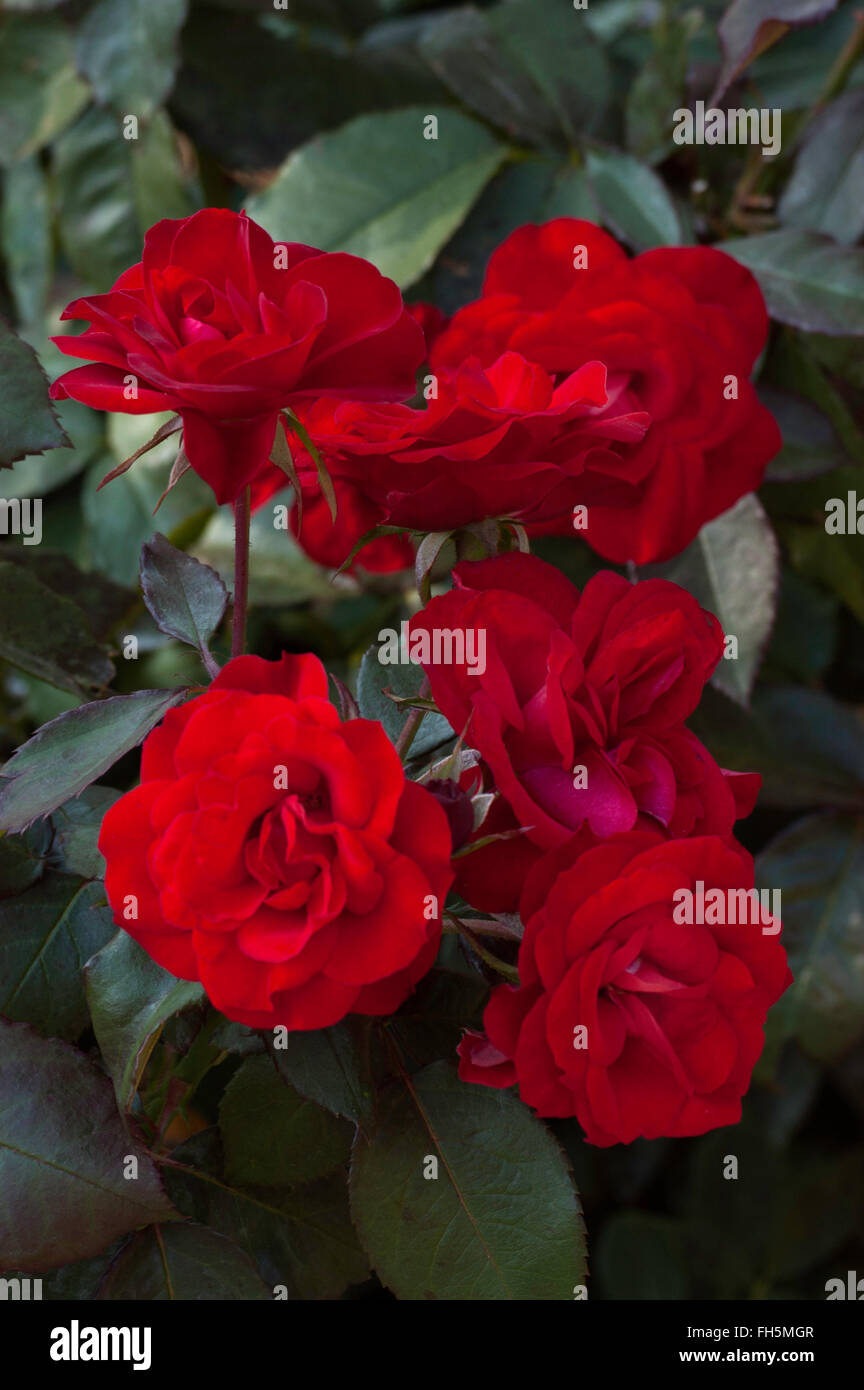 Red floribunda europeana hi-res stock photography and images - Alamy