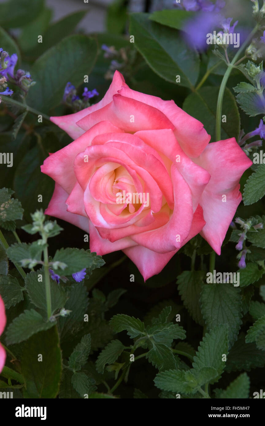 Rosa GEMINI, hybrid tea, pink, cluster, rose Stock Photo - Alamy