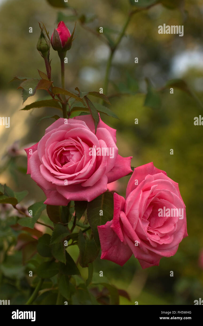 Boerner hi-res stock photography and images - Alamy