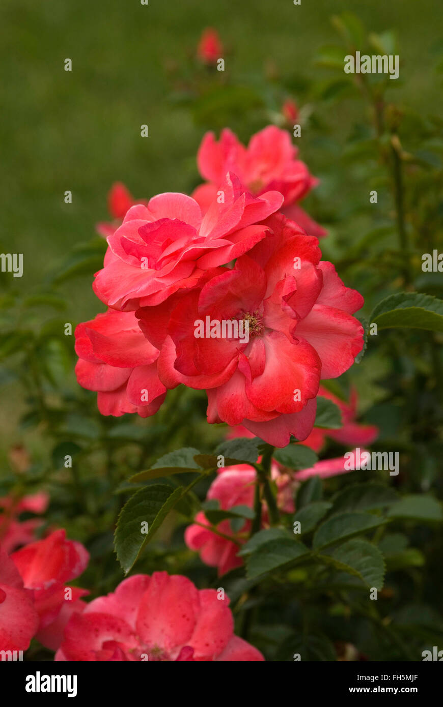 The may lady hi-res stock photography and images - Alamy