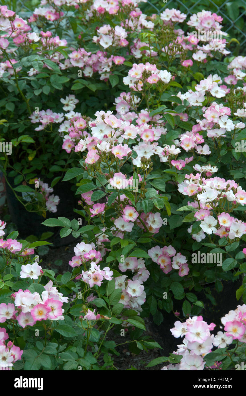 Rosa stems hi-res stock photography and images - Alamy