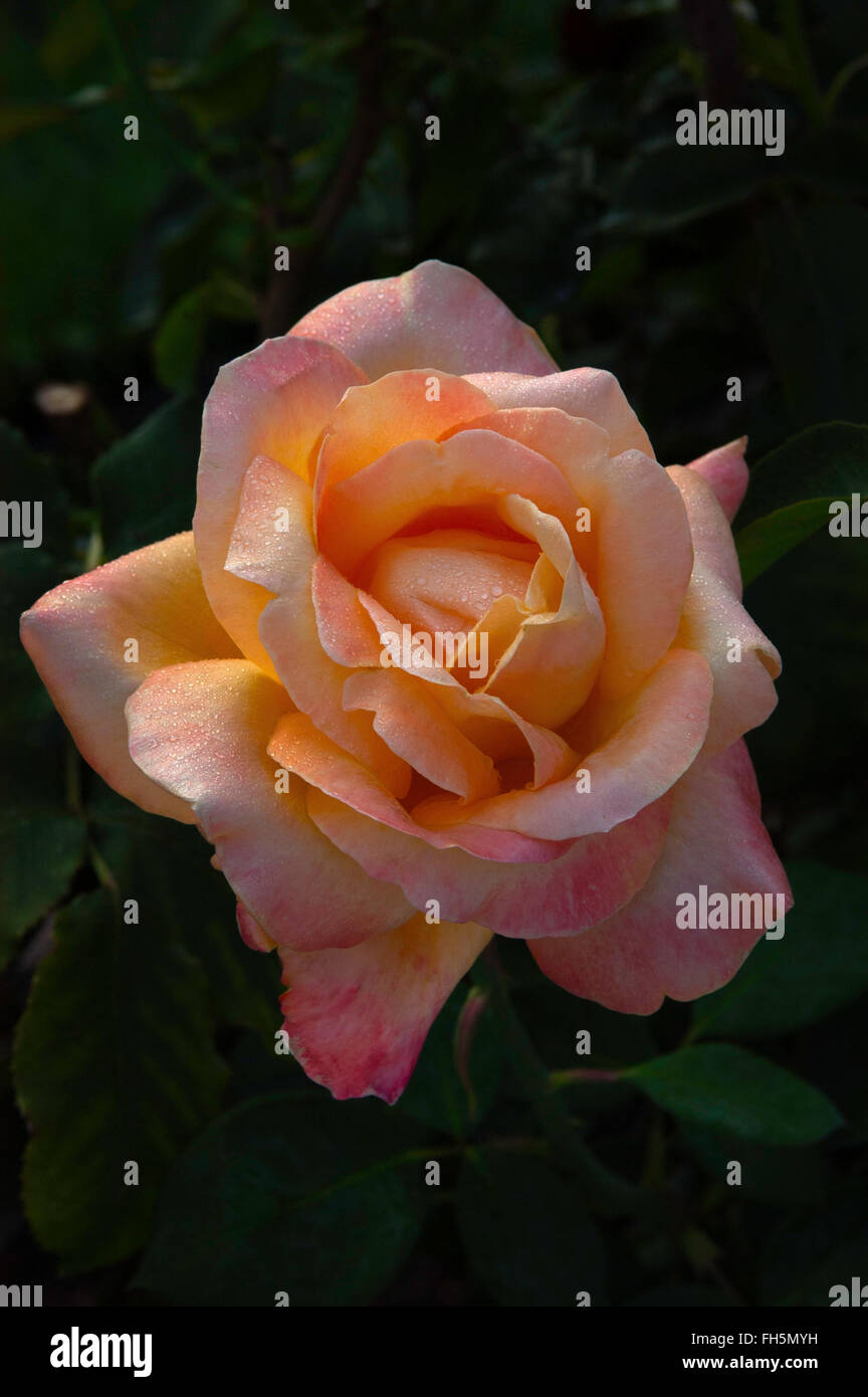 Peace tea rose hi-res stock photography and images - Alamy