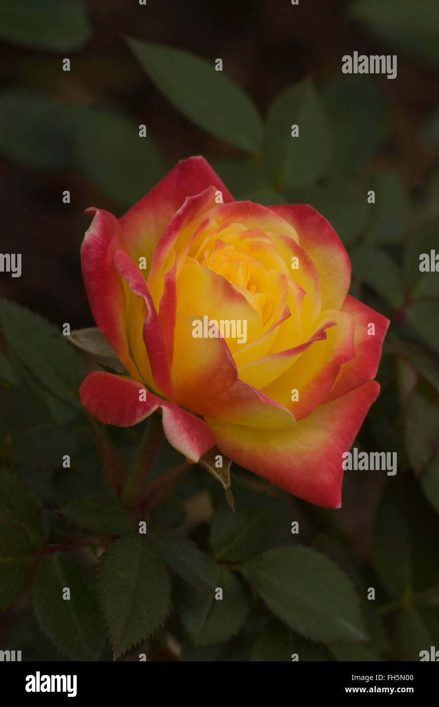 Rosa, Rose, Rainbows End , Miniature Stock Photo - Alamy