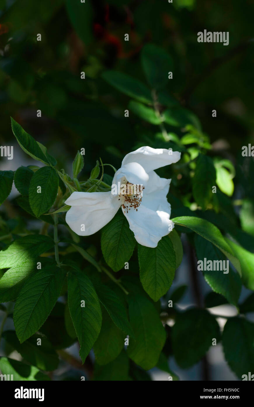 Rosa rugosa `NYVELDT Stock Photo - Alamy