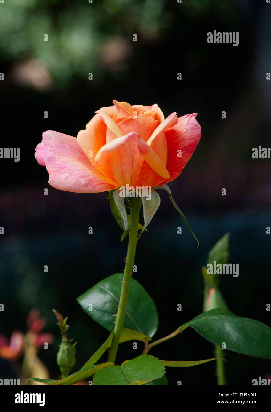 Rose gold color hi-res stock photography and images - Alamy
